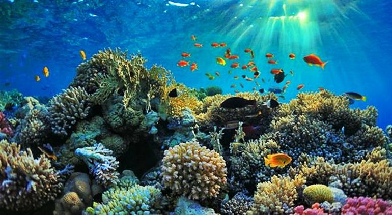 Descubren más de mil hectáreas de arrecifes de Coral en Veracruz Descubren más de mil hectáreas de arrecifes de Coral en Veracruz