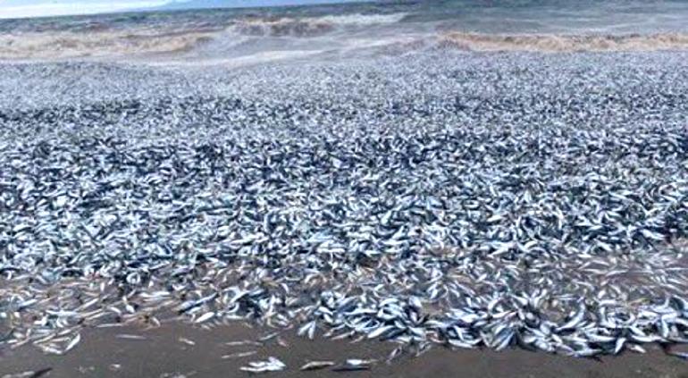 Aparecieron miles de peces muertos en la costa norte de Japón