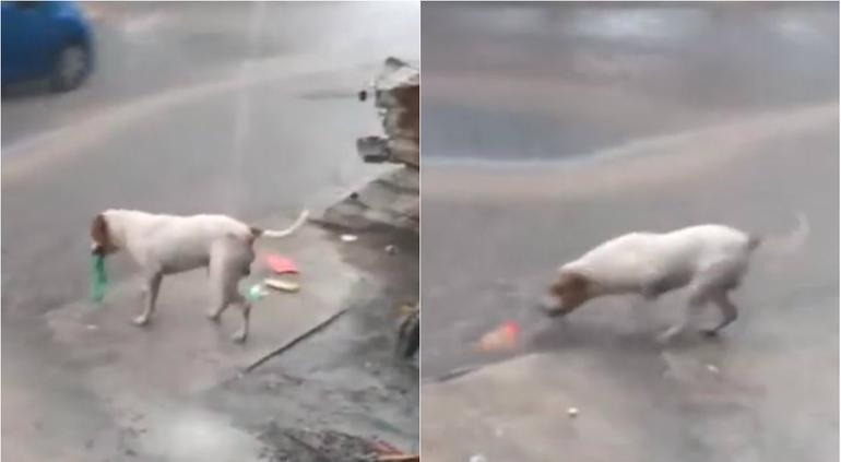 Conoce a Spike, el perro que ¡recoge la basura bajo la lluvia! (VIDEO)