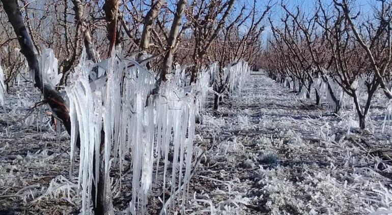 Amanecen con la “helada negra” en provincia de Argentina