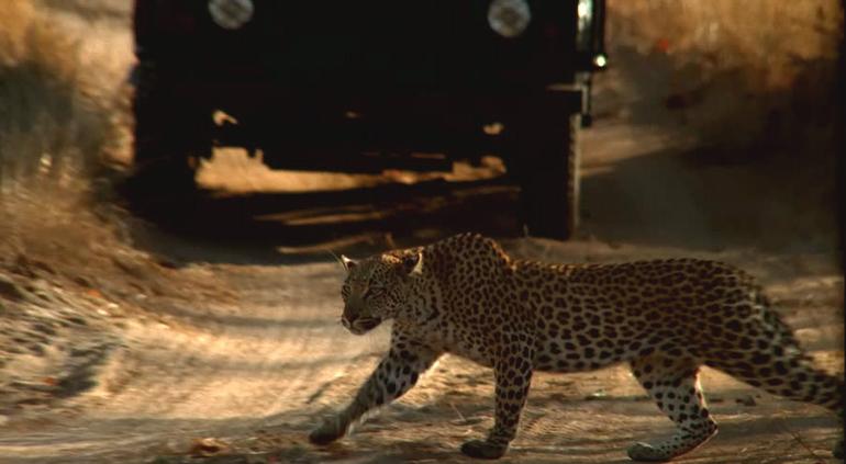 Captan a leopardo “atacando” a motociclista en la India (VIDEO)