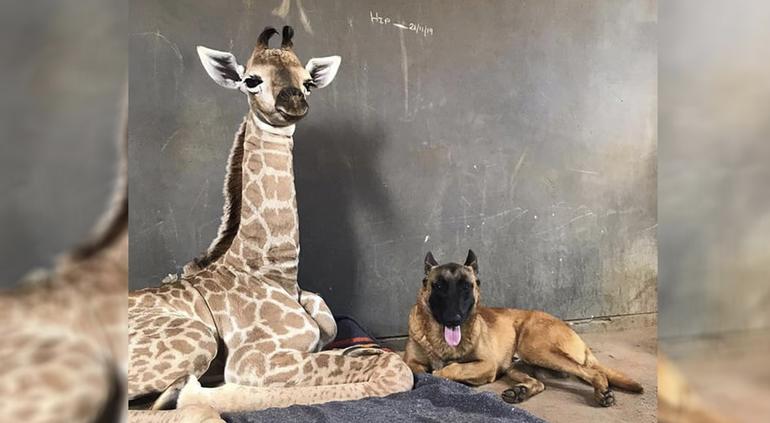 Perro se convierte en guardián y mejor amigo de jirafa huérfana