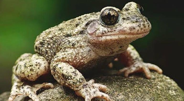 Está el 53% de anfibios en México en peligro de extinción