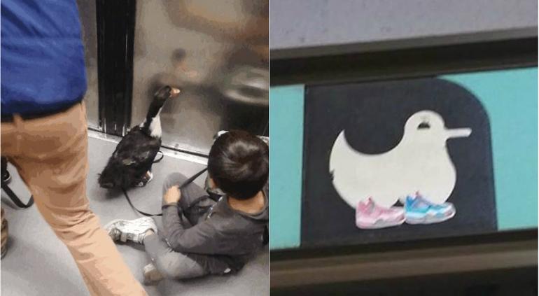 Pato con tenis sube al metro de la CDMX y ¡hacen homenaje! (VIRAL)