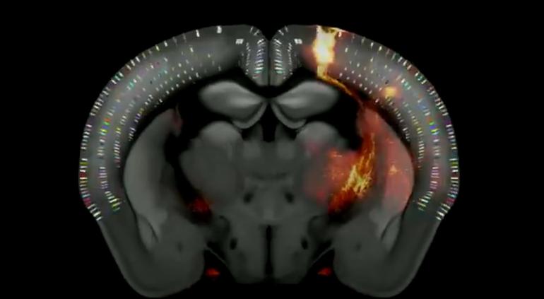Así “mapean” cerebro de ratón con detalles en 3D (VIDEO)