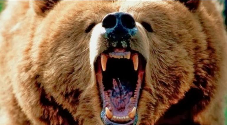 Captan enorme oso corriendo por calles de Rusia (VIDEO)