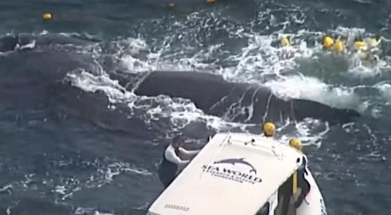 Rescatan par de ballenas atrapadas en red de Australia (VIDEO)
