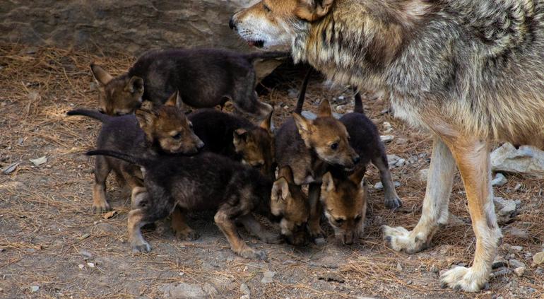 Nacen 8 cachorros de lobo mexicano en Saltillo (VIDEO) | Puente Libre