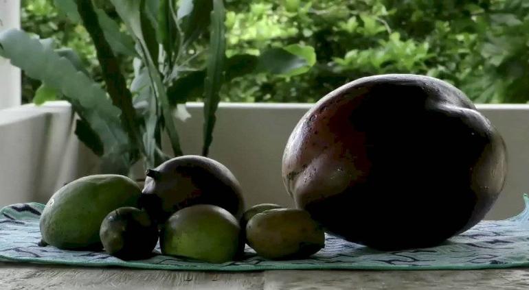 Encuentran el mango más grande del mundo