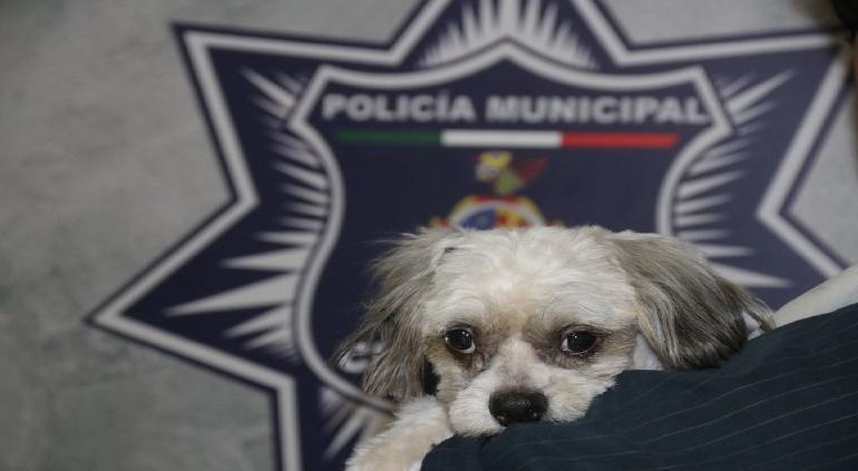 Roberto, el perrito que deambulaba por Misiones regresó con su familia