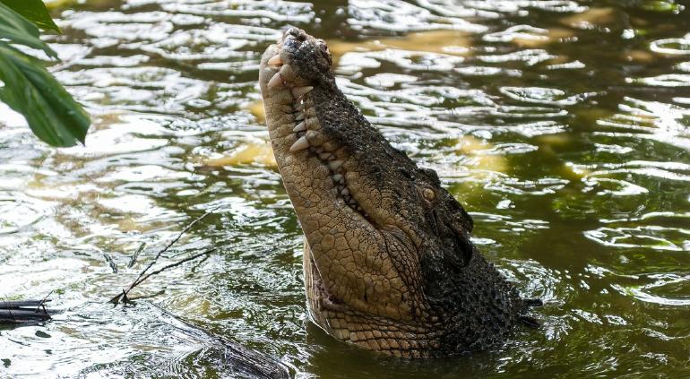 Mostró sobreviviente impresionantes heridas tras ataque de cocodrilo📸