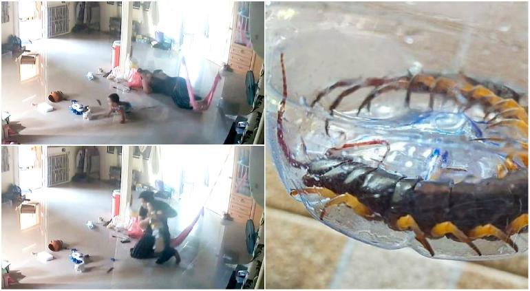 Así mamá rescató a su bebé de ciempiés venenoso en Tailandia 🎥