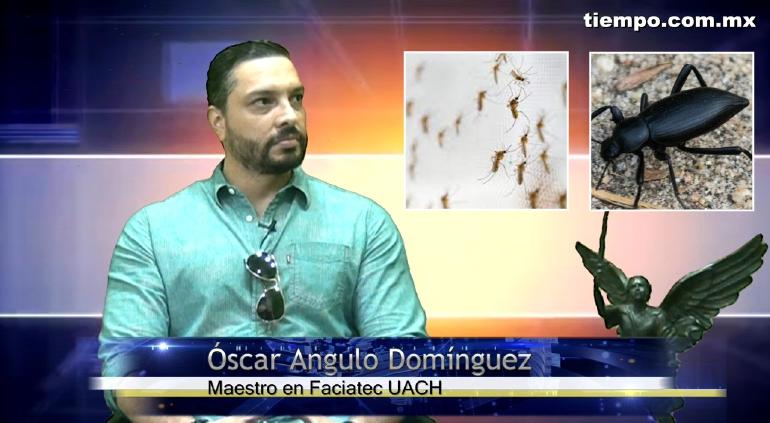 Plaga de pinacates, mosquitos y más por lluvias; se irán: Óscar Angulo