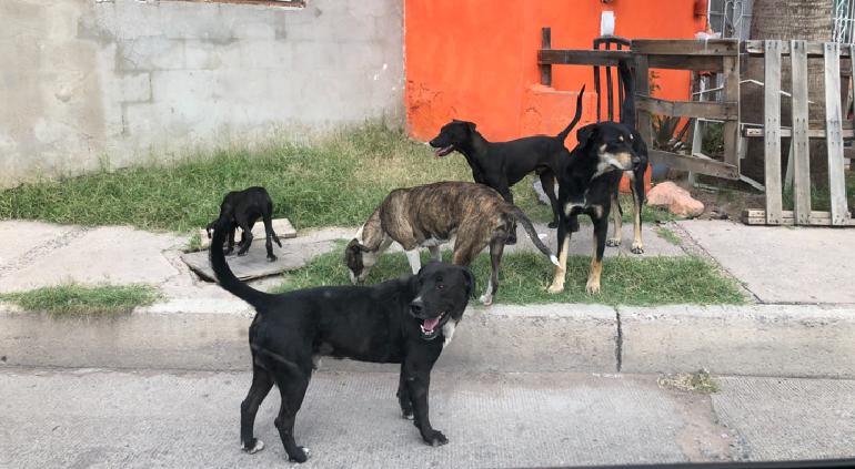 Alerta por jauría de perros que merodea El Palomar