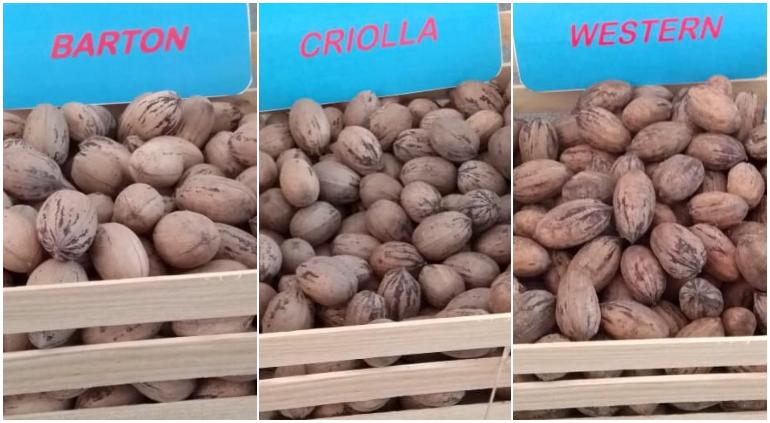 Arranca UACH con la venta de nuez Western, Barton y Criolla