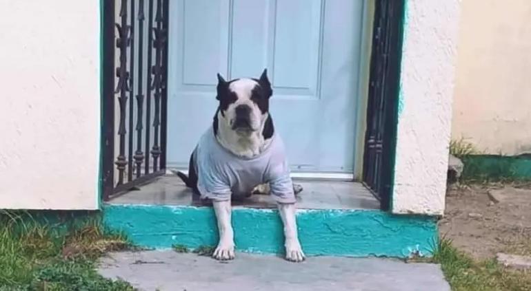 ¡Ya es libre! Batman, pitbull capturado por denuncias falsas