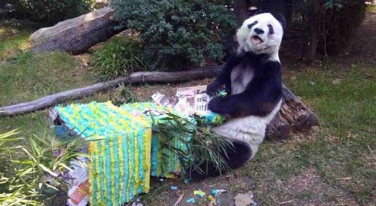 Murió Shuan Shuan, la panda gigante más longeva de México