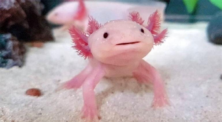 ¿Te gustan los ajolotes? La UNAM te dice cómo puedes adoptar uno