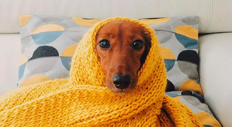 ¿Quieres cuidar a tus perritos? Así puedes saber si tienen frío