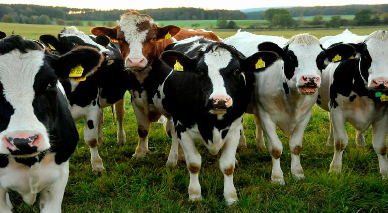 Por fin atraparon a las 20 vacas fugitivas de Canadá