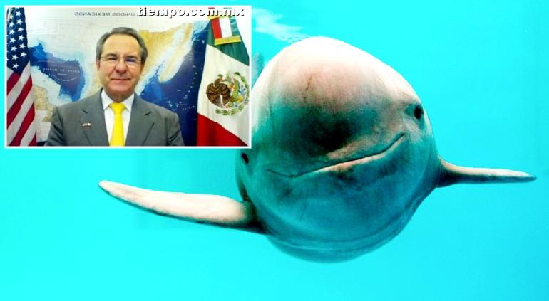 Interés mundial por la vaquita marina, la protegeremos: Moctezuma