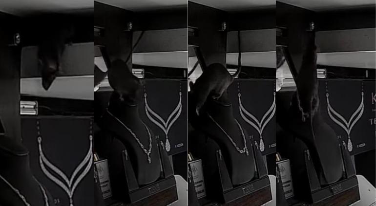 Rata robó un lujoso collar de diamantes ¡de joyería! 🎥