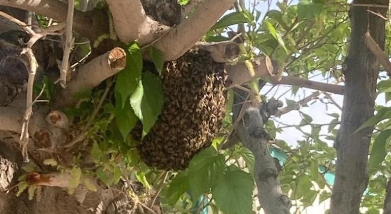 ¿Tienes un panal de abejas en casa? Ve aquí cómo reportarlo