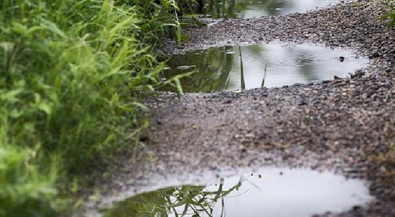 Mujer sobrevivió ocho días en el bosque; bebió agua ¡de charcos!