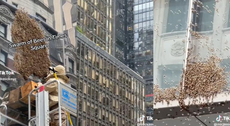 De miedo: miles de abejas invadieron Times Square🎦