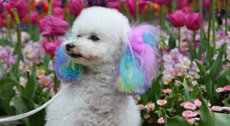 Esta son razones por las cuales no deberías pintar el pelo de tu perro