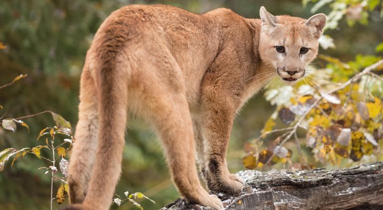 Atacó puma a niña de 8 años en parque nacional de Washington