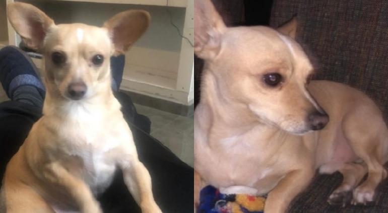 Ofrecen 2 mil pesos de recompensa por el perrito Max