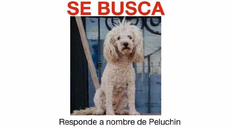 Ofrecen 10 mil pesos de recompensa por el perrito Peluchín