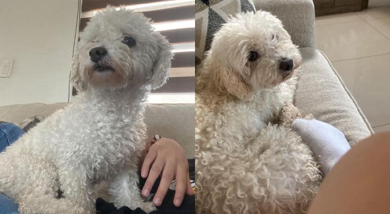 Buscan a la perrita Mimi, ofrecen recompensa