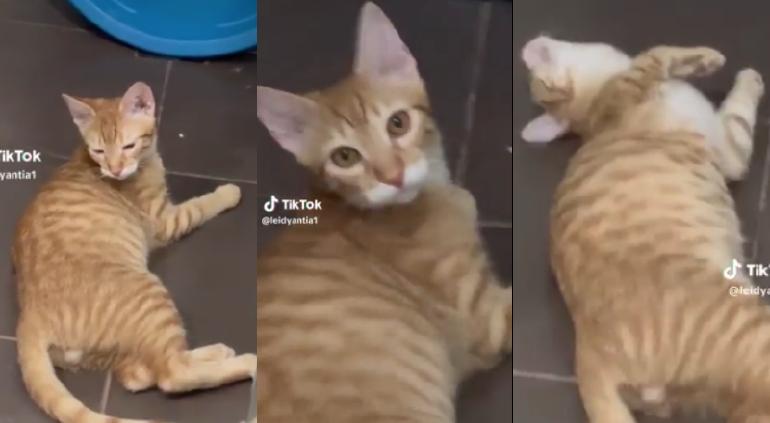 Viralizaron a gatito que se desmayó por sorprendente noticia 🎦