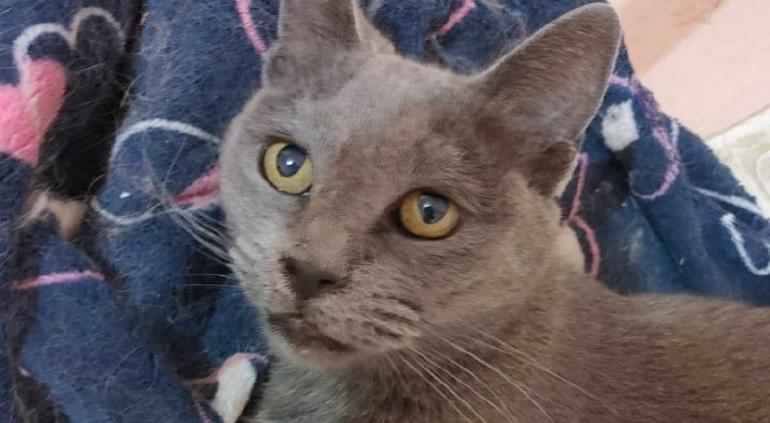 Ofrecen 10 mil pesos de recompensa por Grissy, tiene 1 año perdida