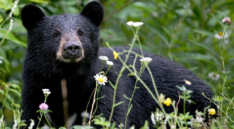 Oso "asaltó" refri para llevarse pollito 🎦