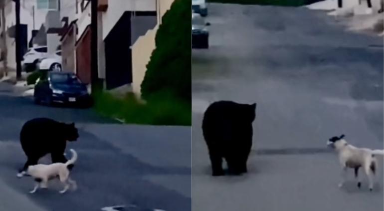 ¡Valiente! Enfrentó perrito a oso en Monterrey; así momento🎦
