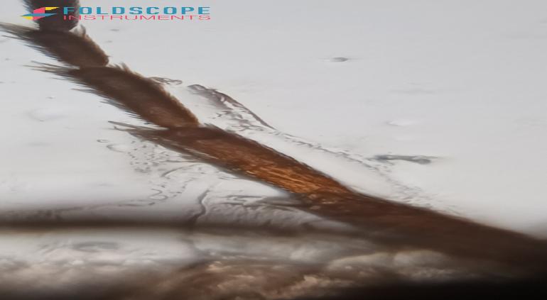 ¿Microscopio de papel? Conoce el Foldscope