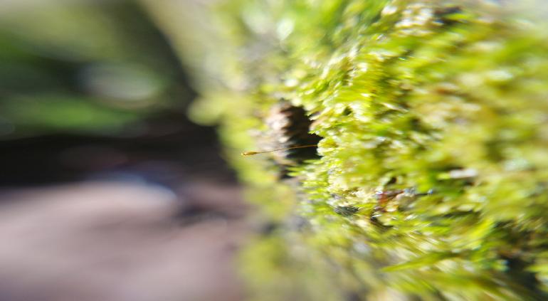 ¿Microscopio de papel? Conoce el Foldscope