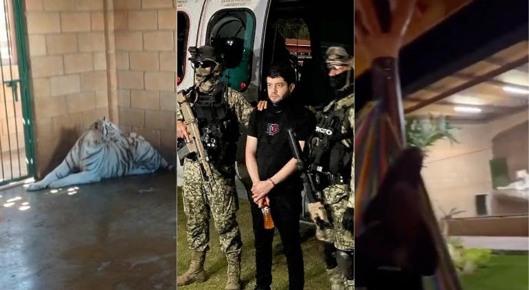 Viralizaron a los tigres de "El Nini"; así los presumía en redes 🎦