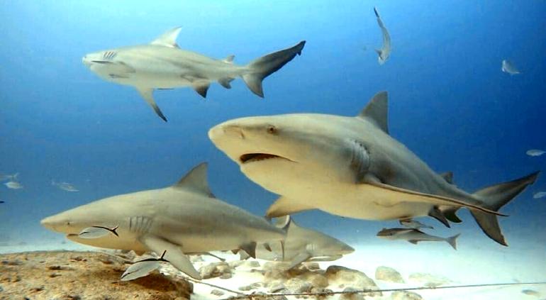 Por esta razón el tiburón toro pudo atacar a la bióloga en Jalisco