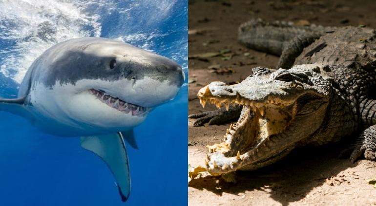 ¿Tiburón o cocodrilo? Esto se sabe del ataque a turistas canadienses
