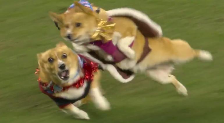 Video: Perritos realizan tacleada espectacular en partido de la NFL
