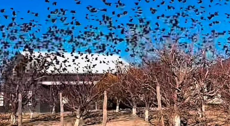 Captan hermosa parvada en Campo Menonita