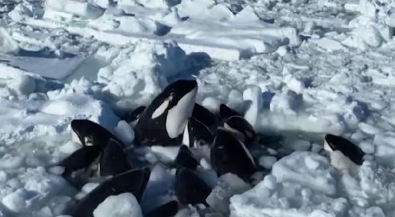 Manada de orcas quedó atrapada bajo hielo en Japón 🎦