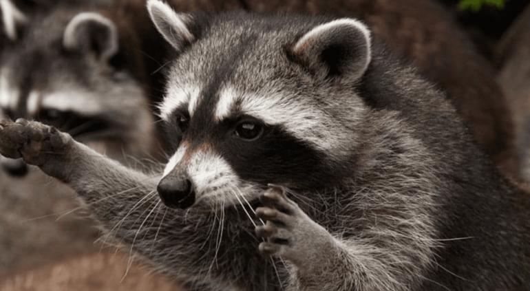 Invaden mapaches a Tampico; aparecen en casas y hospitales