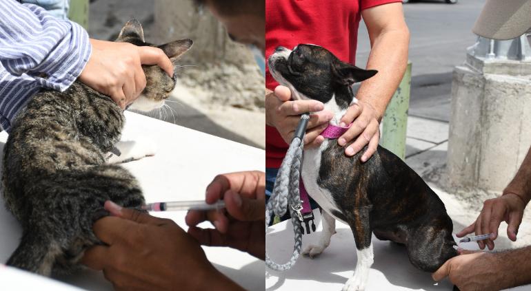 En estos puntos vacunarán gratis contra la rabia a perros y gatos