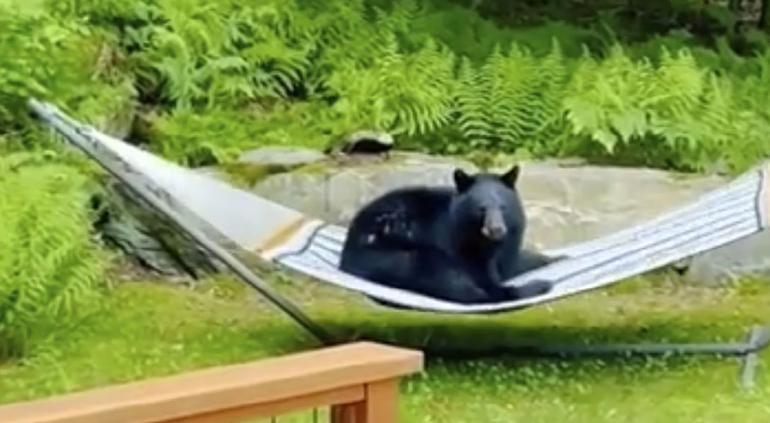 ¡Bien tranqui! Captaron a oso descansando en una hamaca