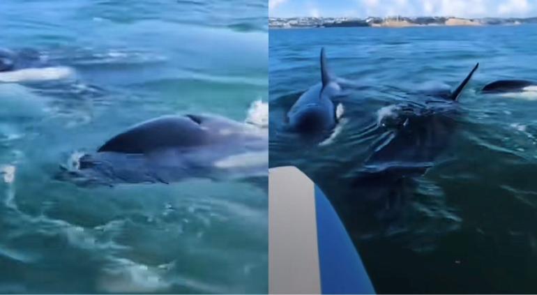 Entró joven en pánico tras ser rodeada por orcas 🎦